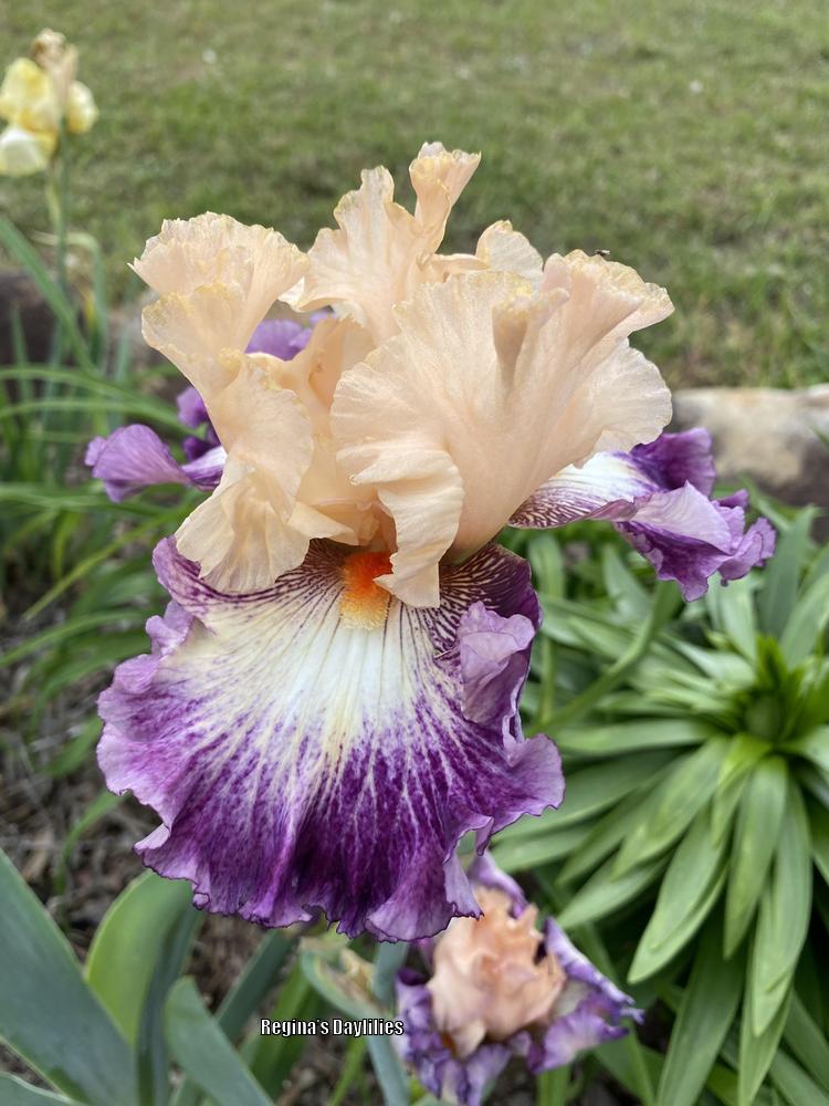 Tall Bearded Iris (Iris 'Fruit Works') in the Irises Database - Garden.org