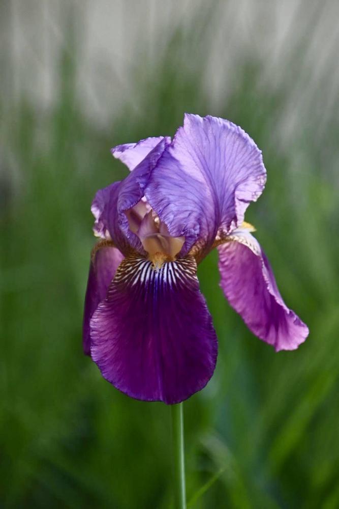 Photo of the bloom of Tall Bearded Iris (Iris 'William A. Setchell ...