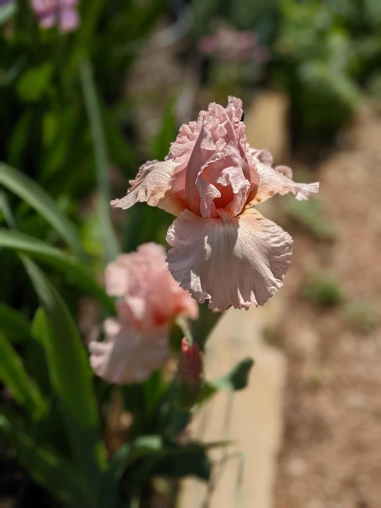 Photo of the bloom of Tall Bearded Iris (Iris 'Vanity') posted by ...