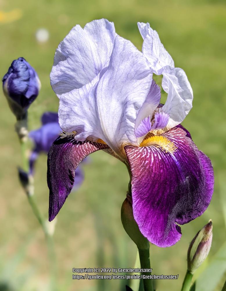 Photo of the bloom of Tall Bearded Iris (Iris 'Helen Collingwood ...