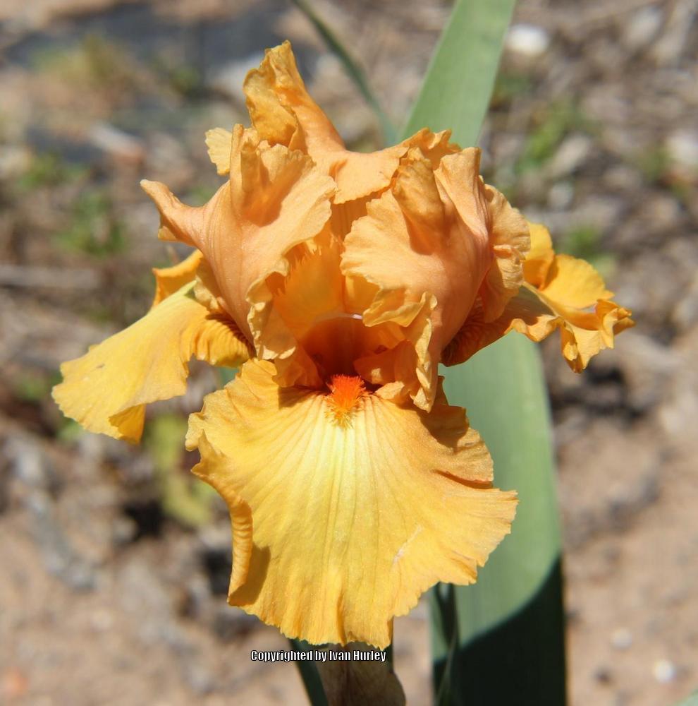 Tall Bearded Iris (Iris 'California Fiesta') in the Irises Database ...