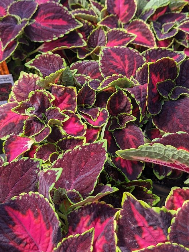 Coleus (Coleus scutellarioides Main Street Orchard Road™) in the Coleus ...