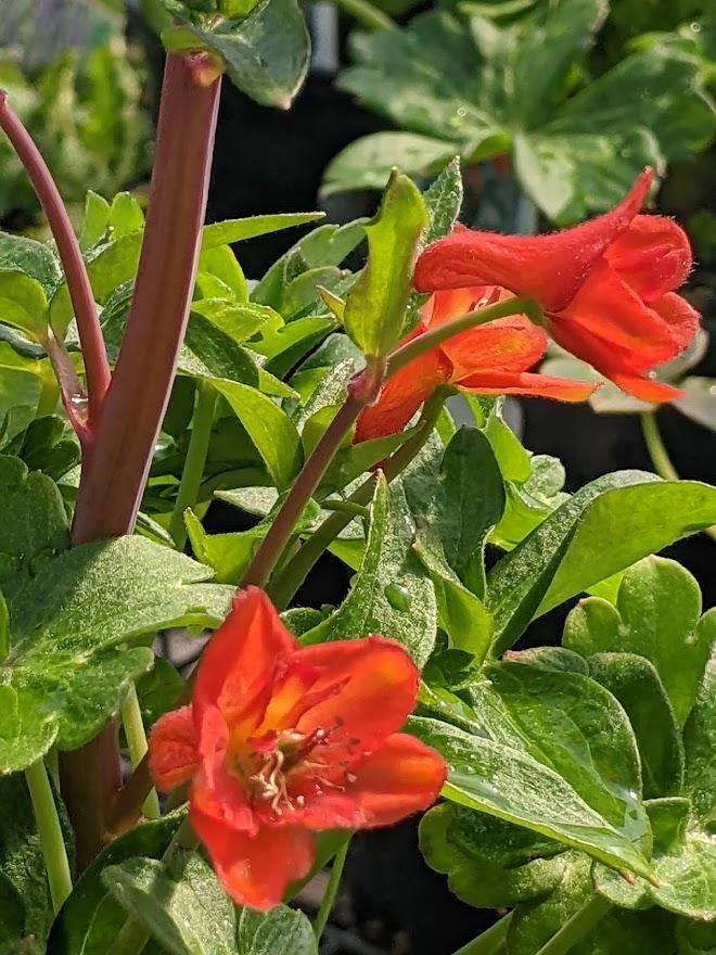 Red Larkspur (Delphinium nudicaule 'DeRosso Red') in the Delphiniums ...