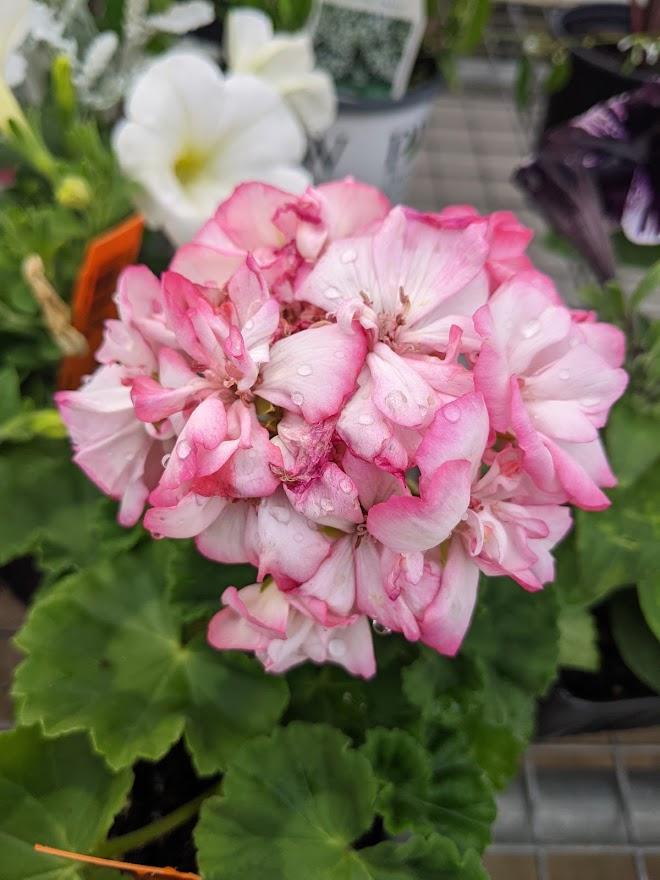 Photo of the bloom of Fish Geranium (Pelargonium x hortorum Tango ...
