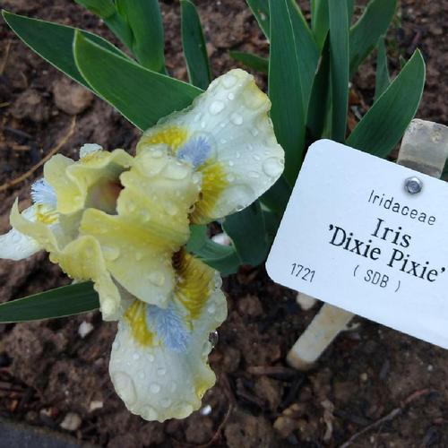 Standard Dwarf Bearded Iris (Iris 'Dixie Pixie') in the Irises Database ...
