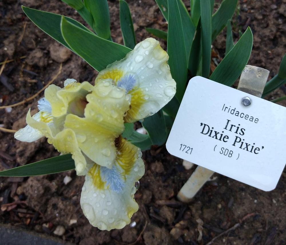 Photo of the bloom of Standard Dwarf Bearded Iris (Iris 'Dixie Pixie ...