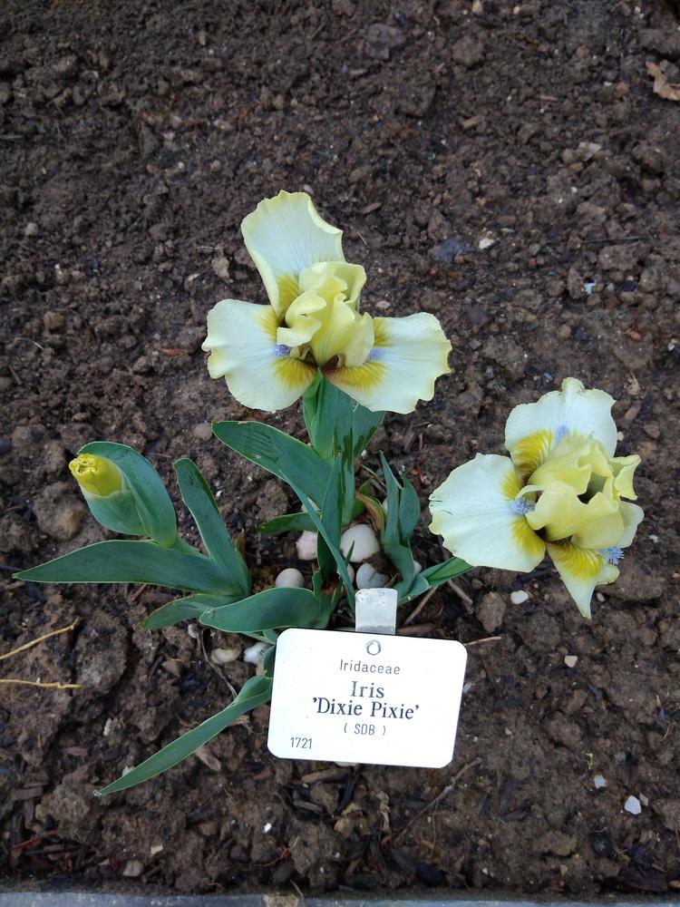 Photo of the entire plant of Standard Dwarf Bearded Iris (Iris 'Dixie ...