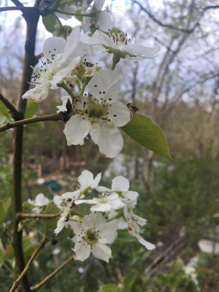 Photo of the bloom of Asian Pear (Pyrus 'Tawara Oriental') posted by ...