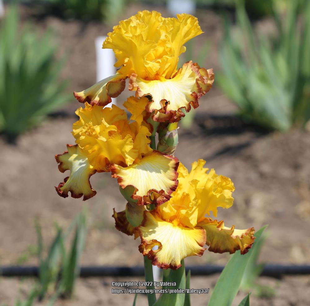 Photo of the bloom of Tall Bearded Iris (Iris 'Rare Coin') posted by ...