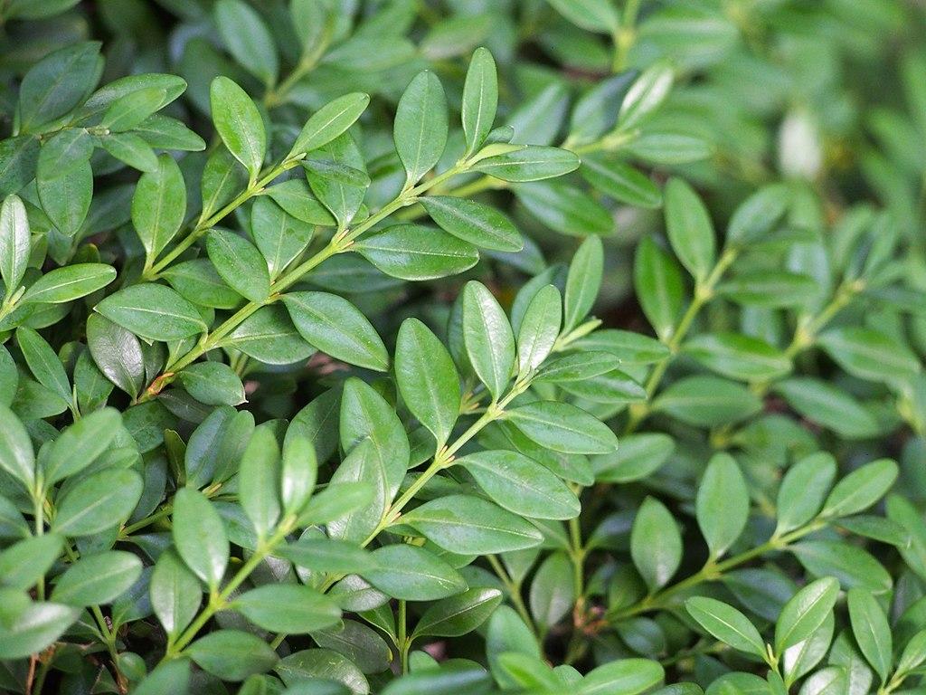 Korean Boxwood (Buxus sinica var. insularis 'Winter Gem') - Garden.org