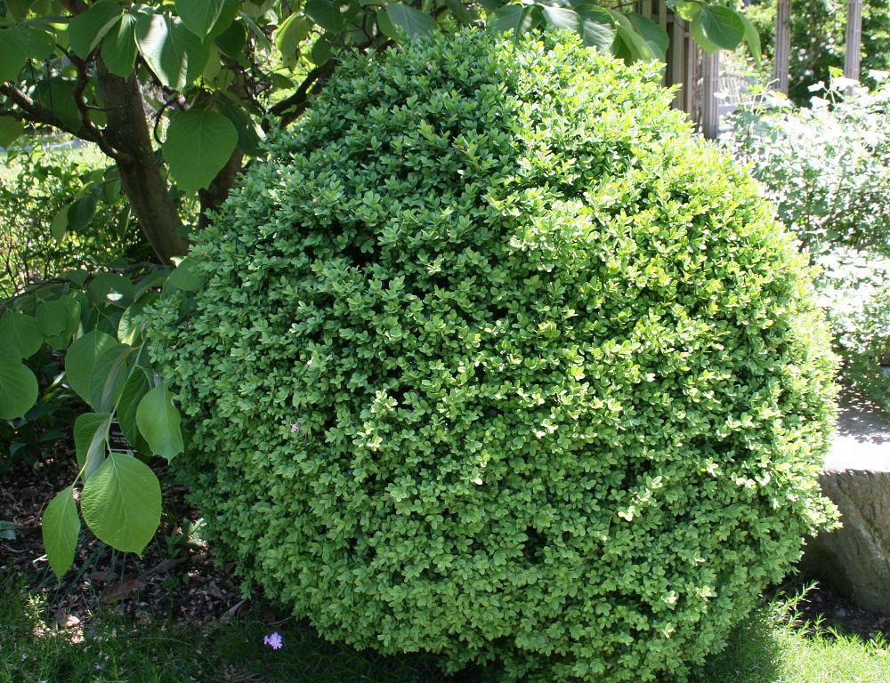 Photo of the entire plant of Dwarf English Boxwood (Buxus sempervirens ...