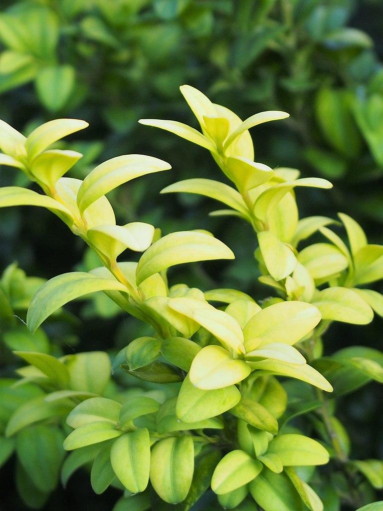 Boxwood (Buxus sempervirens 'Argenteo-variegata') - Garden.org