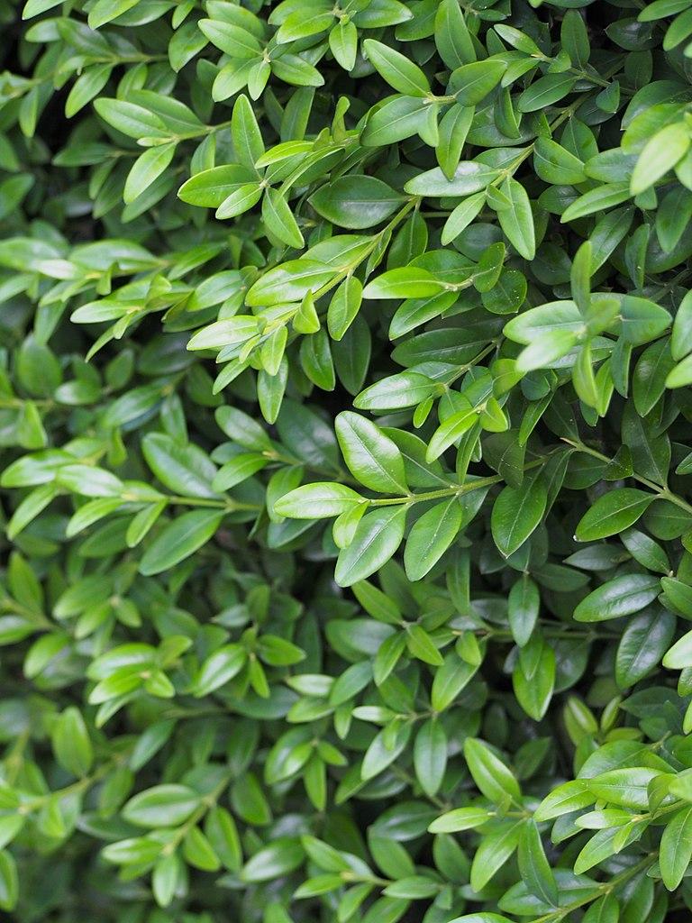 Photo of the leaves of Dwarf English Boxwood (Buxus sempervirens ...