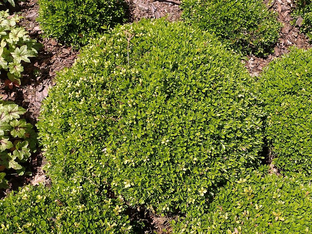 Photo of the entire plant of Littleleaf Boxwood (Buxus microphylla ...