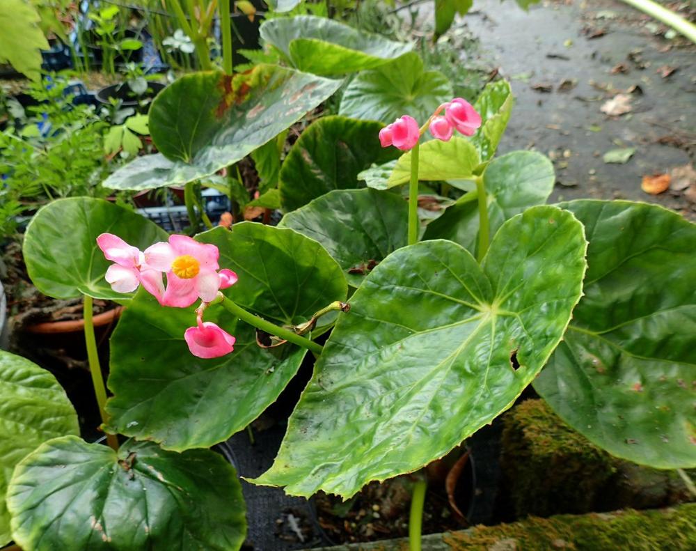 Hardy Taiwan Begonia (Begonia chitoensis) in the Begonias Database ...