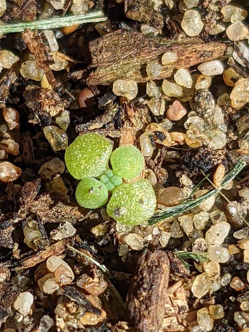Photo of the seedling or young plant of Red Stonecrop (Sedum rubens ...