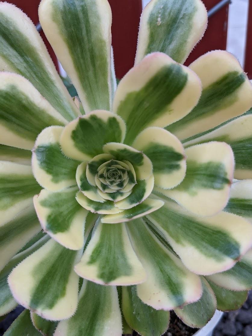 Aeonium (Aeonium arboreum 'Variegatum') in the Aeoniums Database ...