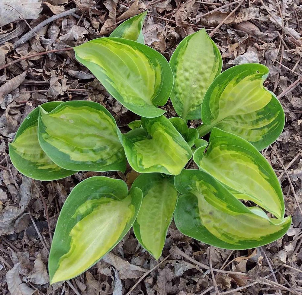 Hosta 'Warwick Comet' in the Hostas Database - Garden.org