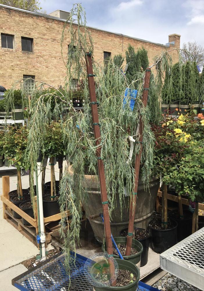 Rocky Mountain Juniper (Juniperus scopulorum 'Tolleson's Blue Weeping ...