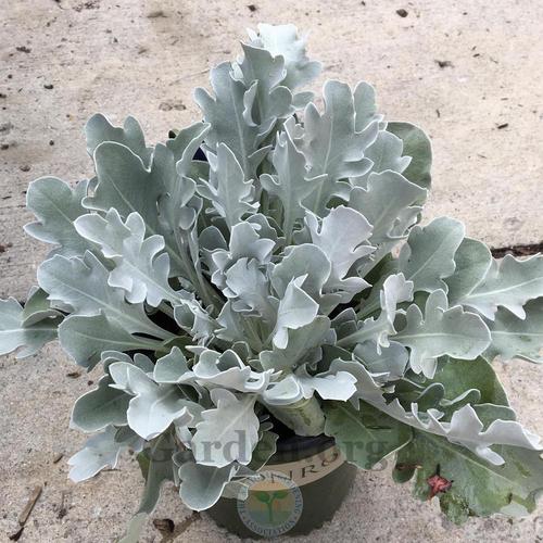 Silver-Knapweed (Centaurea ragusina 'Snowy Owl') - Garden.org