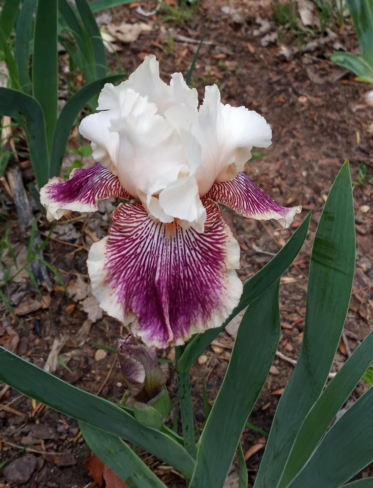 Tall Bearded Iris (Iris 'Candy Cane Cutie') in the Irises Database ...