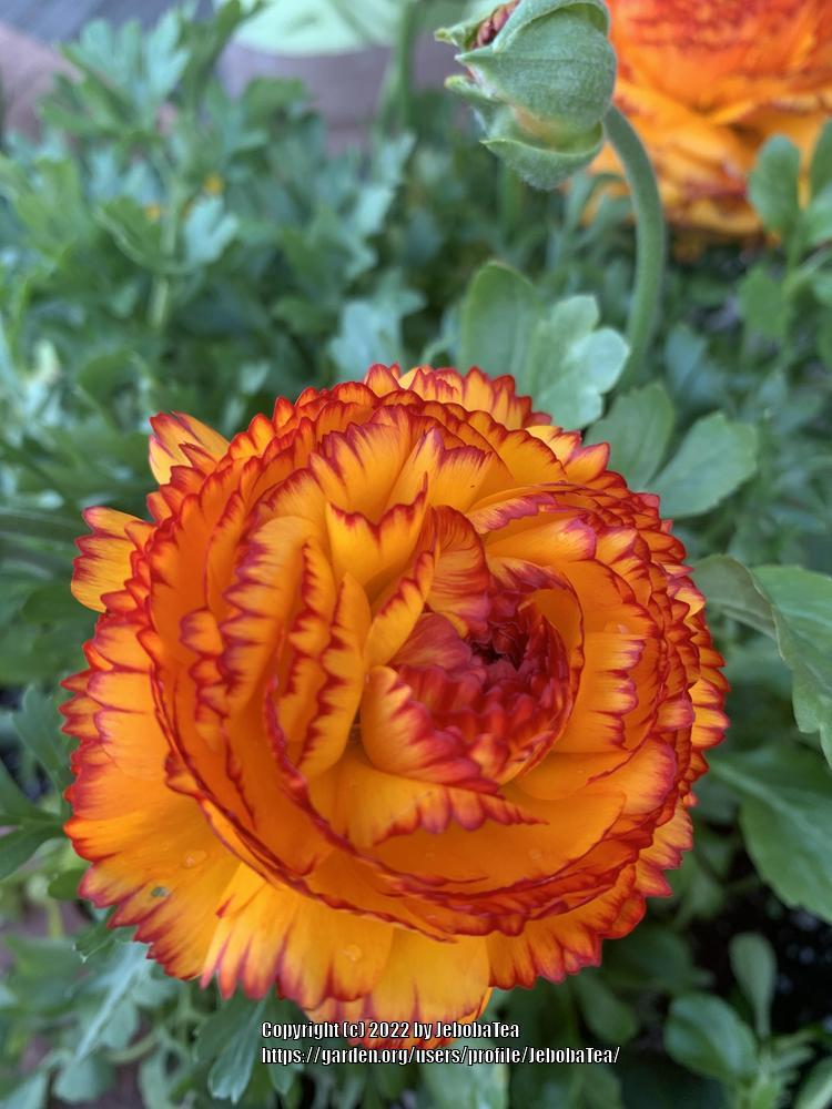 Photo of the bloom of Persian Buttercup (Ranunculus 'Mache Fire ...
