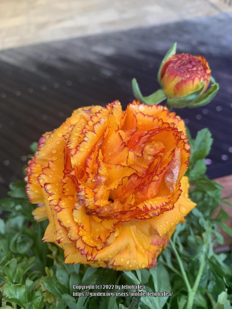 Photo of the bloom of Persian Buttercup (Ranunculus 'Mache Fire ...