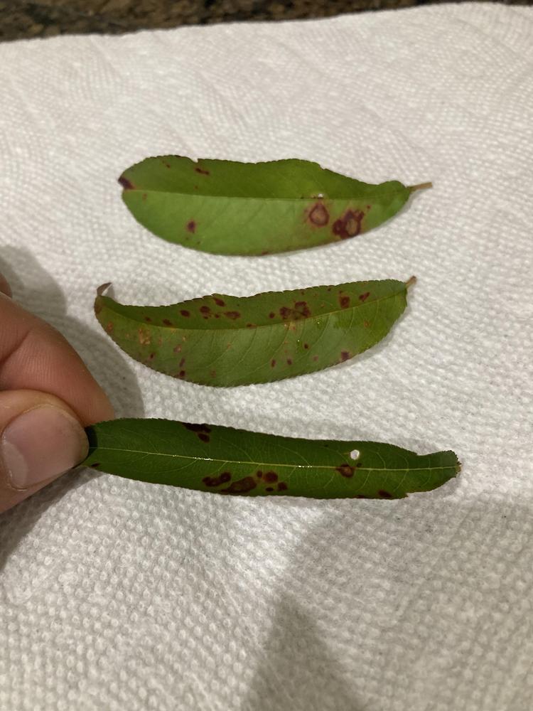 Neem Oil vs. Leaf Rust in the Ask a Question forum - Garden.org