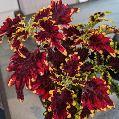 Coleus (Coleus scutellarioides Stained Glassworks™ Golden Gate) in the ...