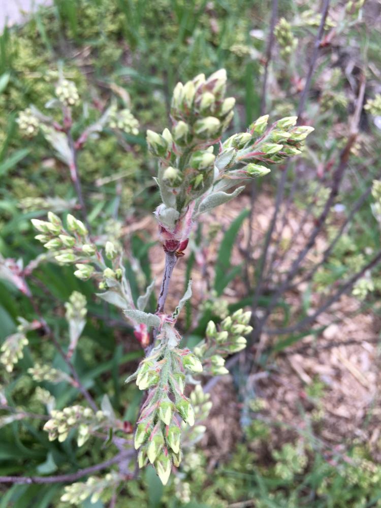 Serviceberry (Amelanchier alnifolia 'Regent') - Garden.org
