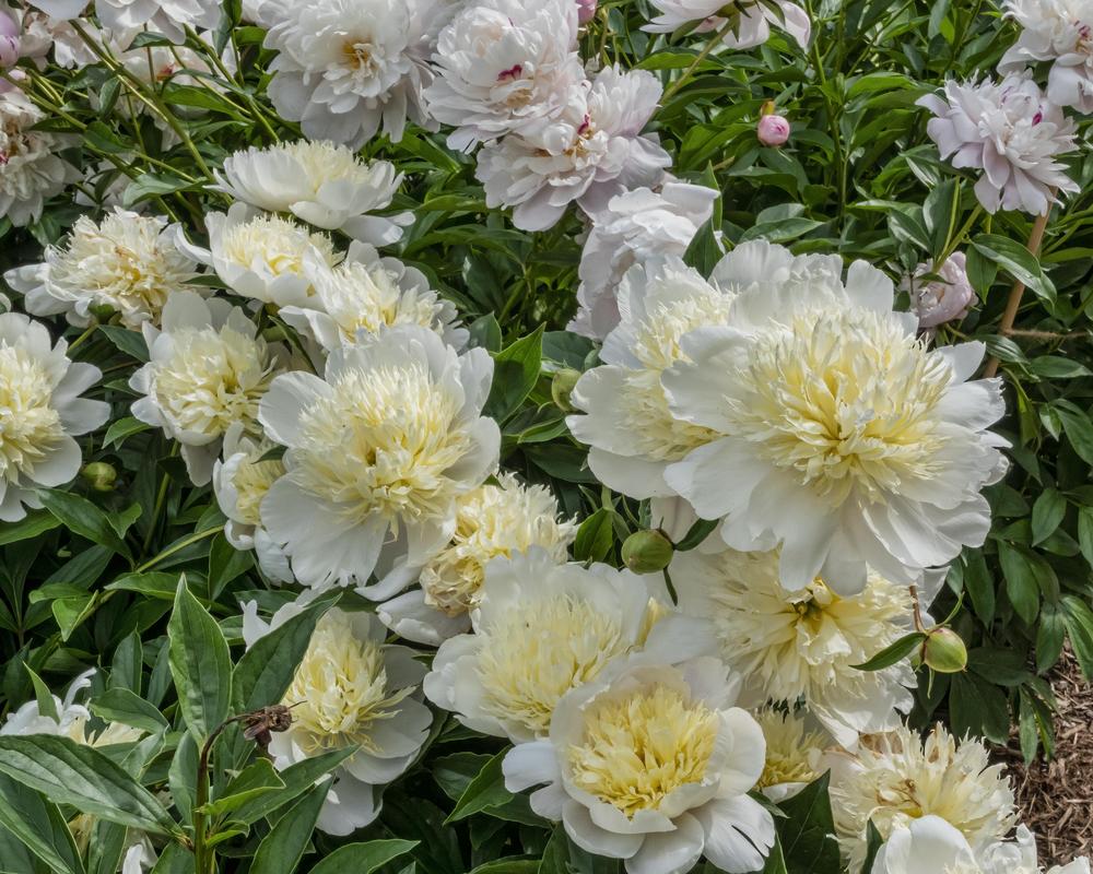 Photo of the bloom of Peony (Paeonia lactiflora 'Primevere') posted by ...