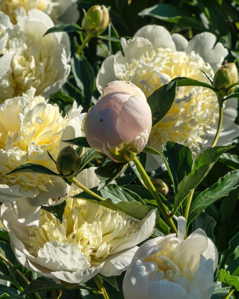 Photo of the closeup of buds, sepals and receptacles of Peony (Paeonia ...