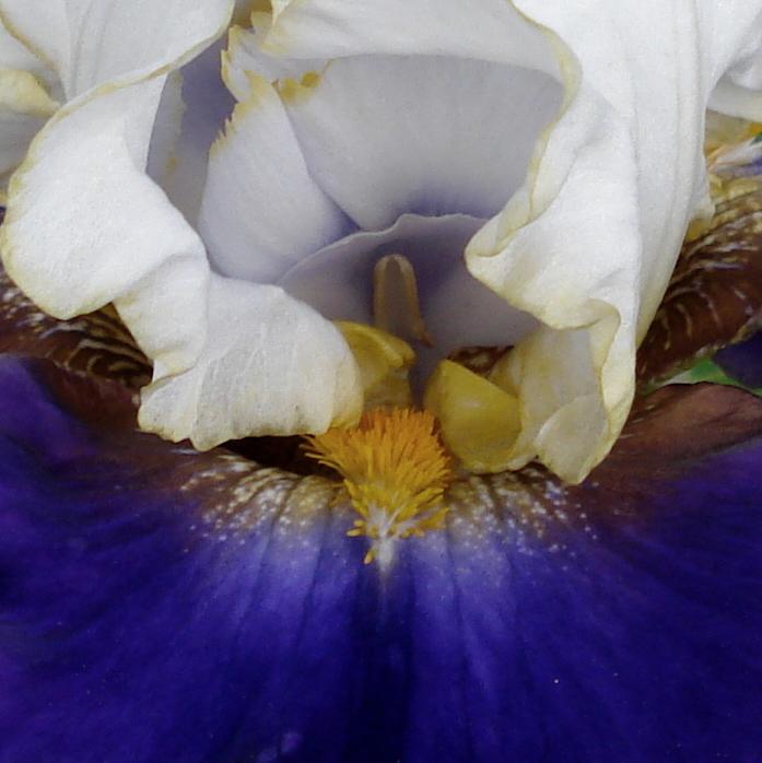 Photo of the stamens, filaments and pistils of Tall Bearded Iris (Iris ...