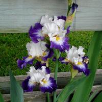 Tall Bearded Iris (Iris 'Dancing Star') in the Irises Database - Garden.org
