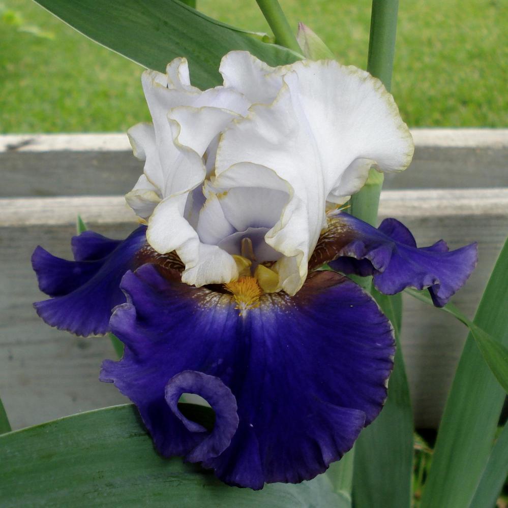 Photo of the bloom of Tall Bearded Iris (Iris 'Mount Gerlach') posted ...