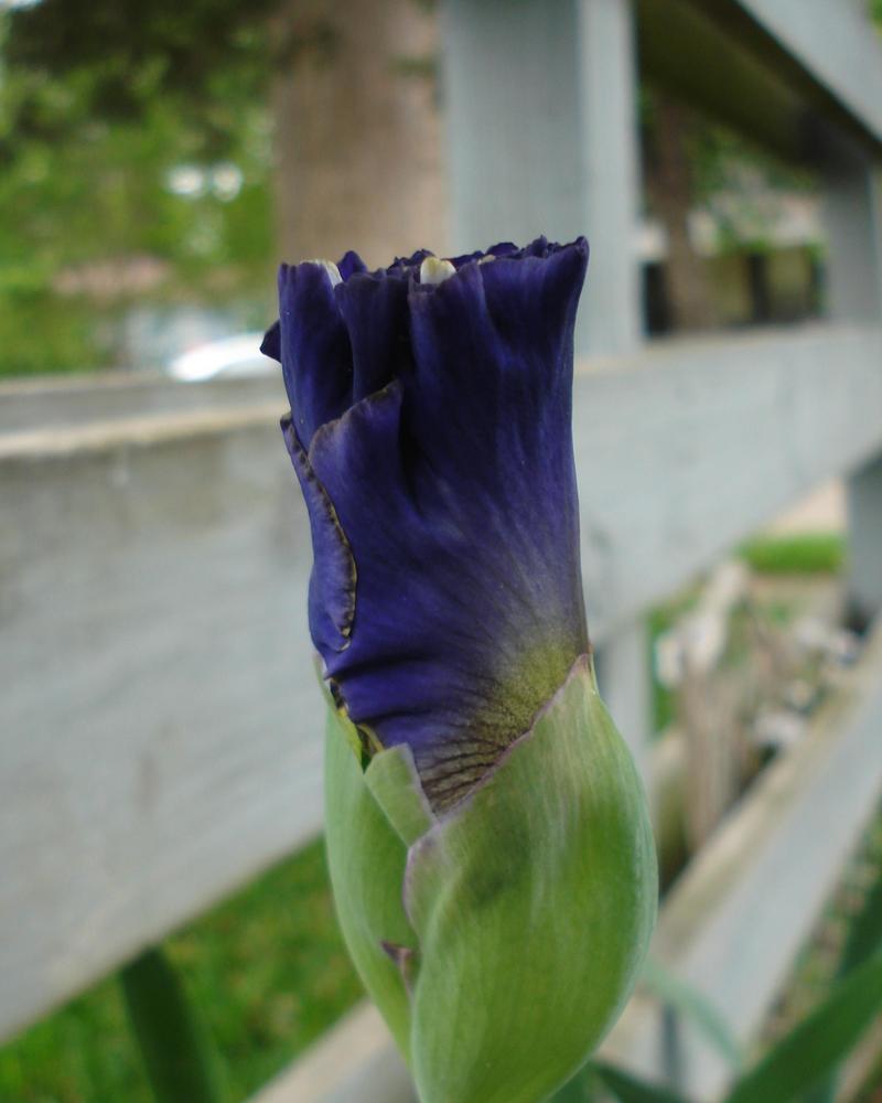 Photo of the closeup of buds, sepals and receptacles of Tall Bearded ...