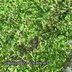 Seductive Entodon Moss (Entodon seductrix) - Garden.org