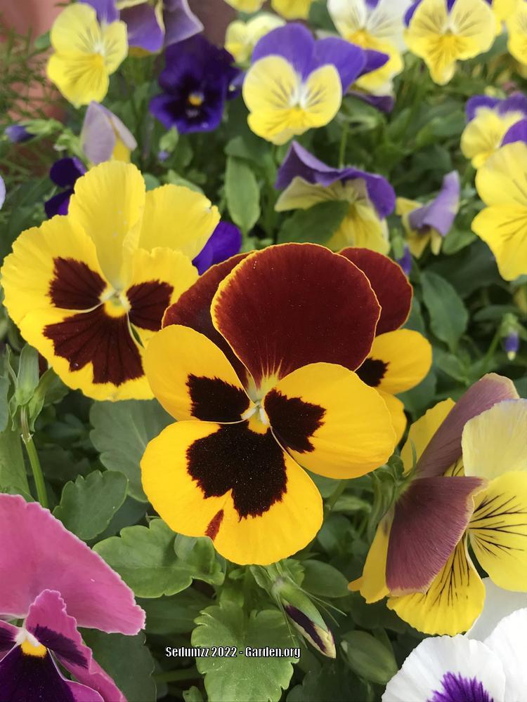 Pansy (Viola x wittrockiana Matrix™ Red Wing) in the Violas Database ...