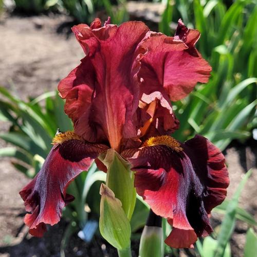 Tall Bearded Iris (Iris 'Red at Night') in the Irises Database - Garden.org