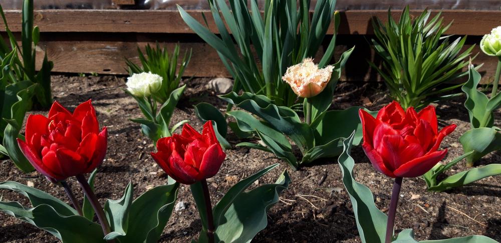 Photo of the bloom of Peony-flowered Tulip (Tulipa 'Red Princess ...