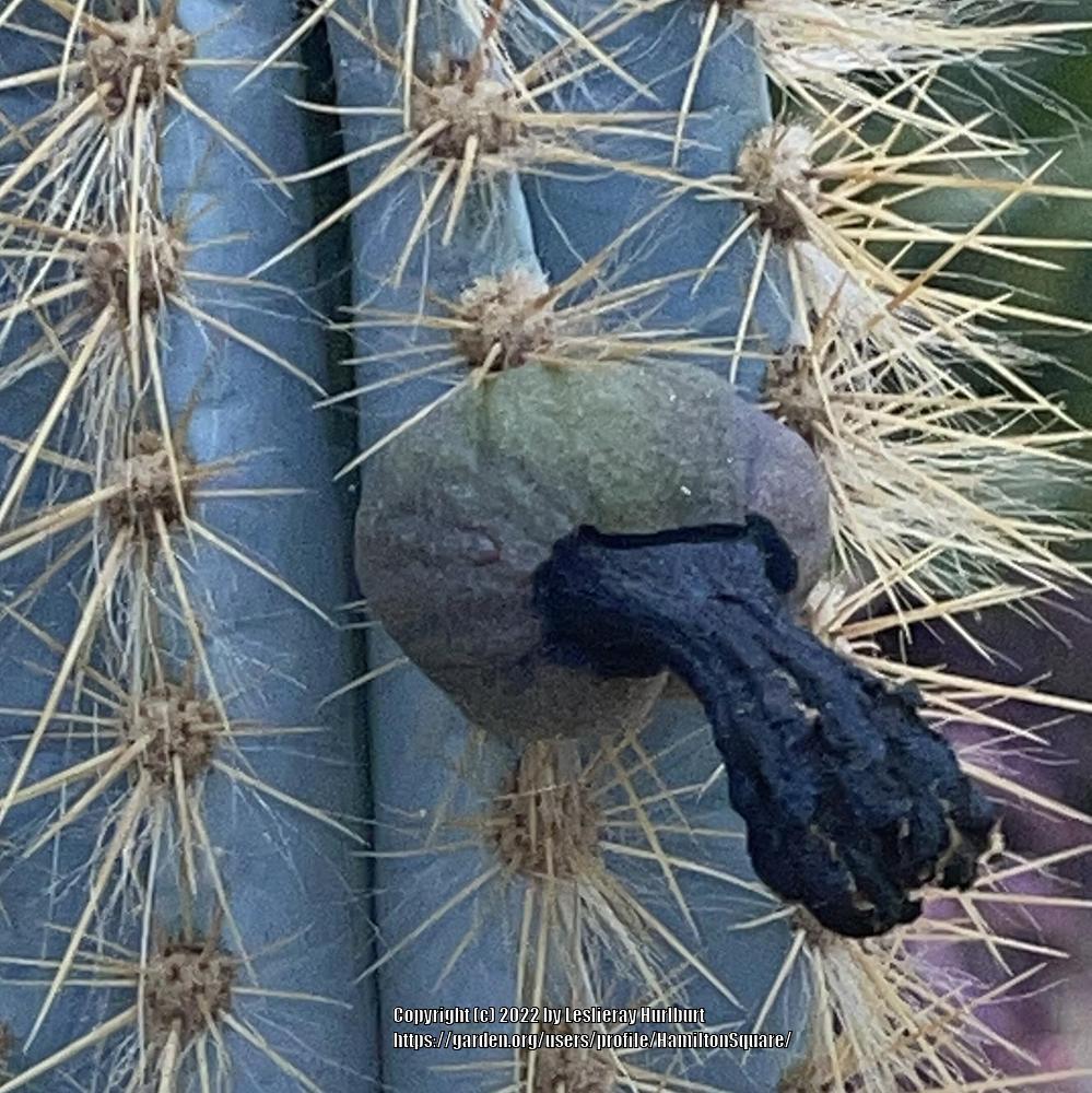 Photo of the fruit of Blue Columnar Cactus (Pilosocereus pachycladus ...