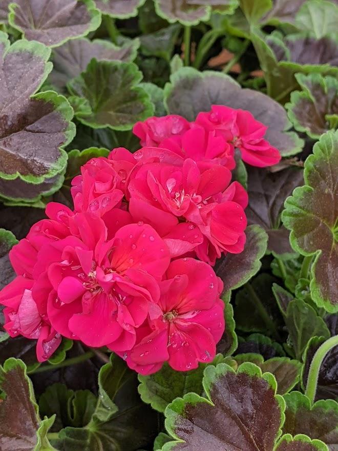 Photo of the bloom of Geranium (Pelargonium x hortorum 'Brocade Cherry ...