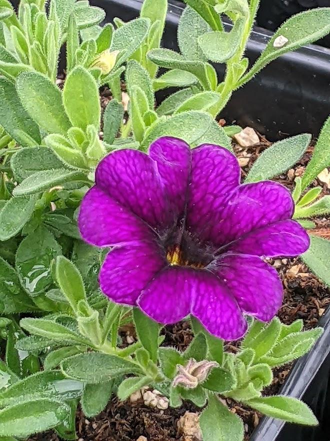 Photo of the bloom of Million Bells (Calibrachoa MiniFamous™ Neo Dark ...