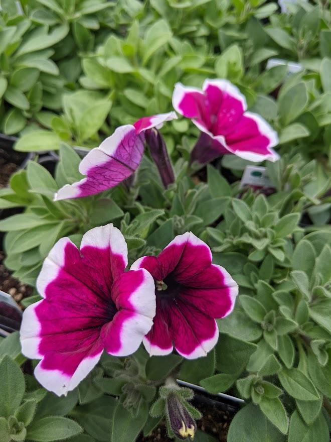 Photo of the entire plant of Multiflora Spreading/Trailing Petunia ...