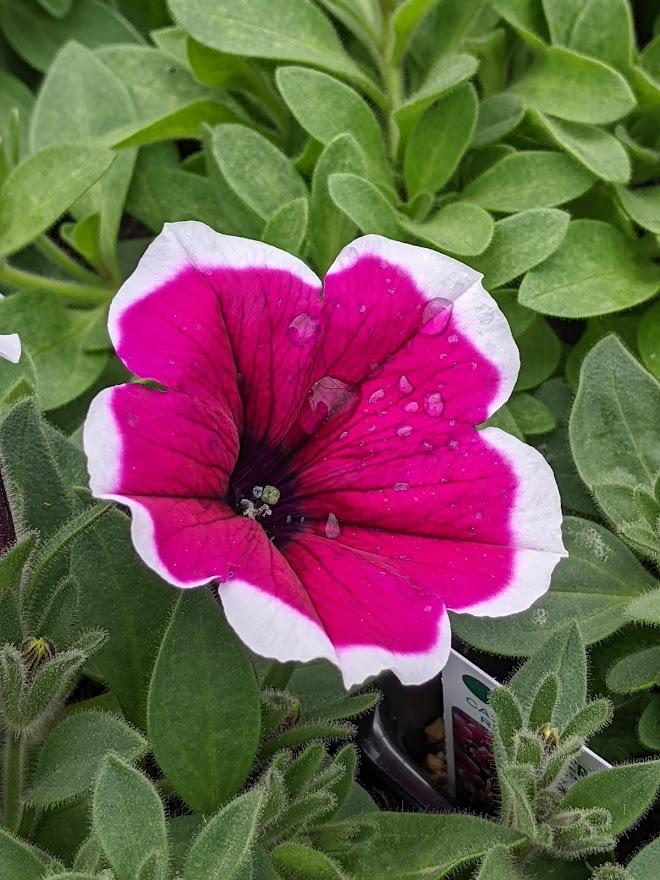 Multiflora Spreading/Trailing Petunia (Petunia Cascadias™ Rim Cherry ...