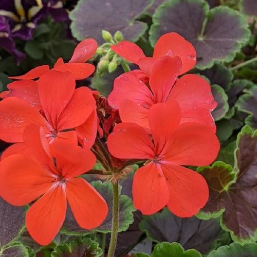 Geranium (Pelargonium Brocade Fire Night) in the Pelargoniums Database ...
