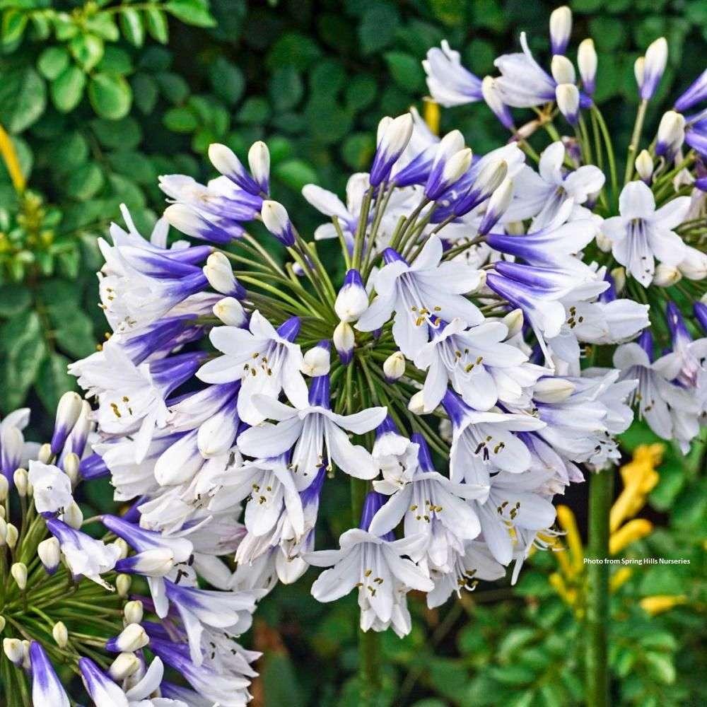 Photo of the bloom of Lily of the Nile (Agapanthus Indigo Frost ...