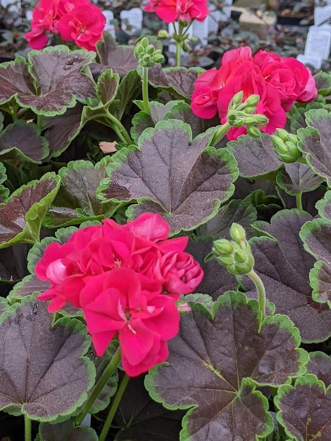 Geranium (Pelargonium x hortorum 'Brocade Cherry Night') in the ...