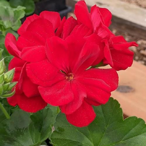 Geranium (Pelargonium Calliope® Large Dark Red) in the Pelargoniums ...