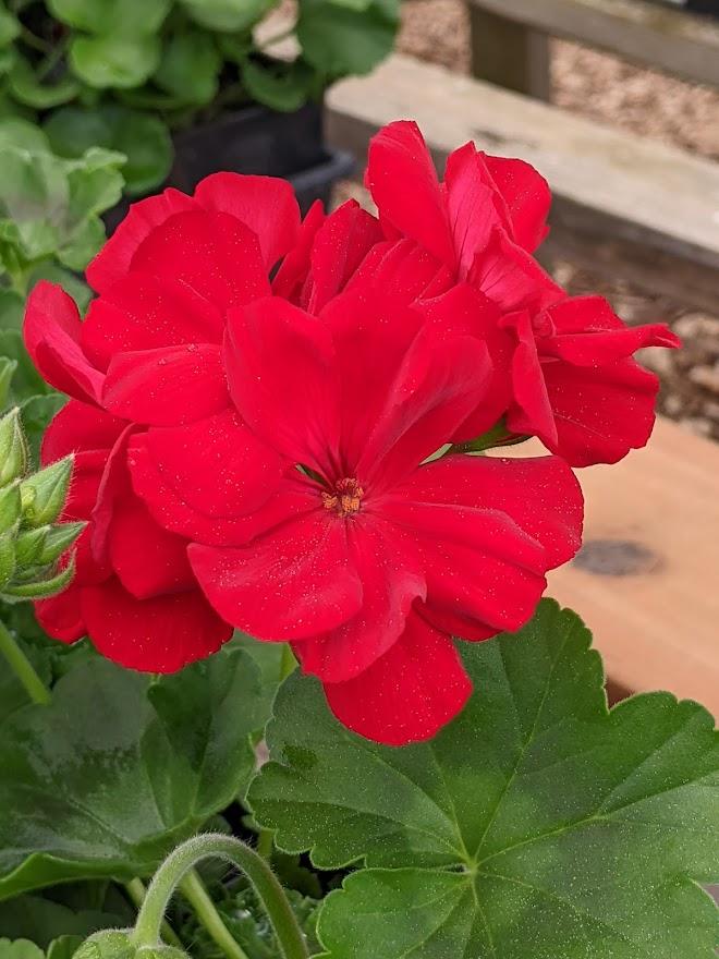 Geranium (Pelargonium Calliope® Large Dark Red) in the Pelargoniums ...